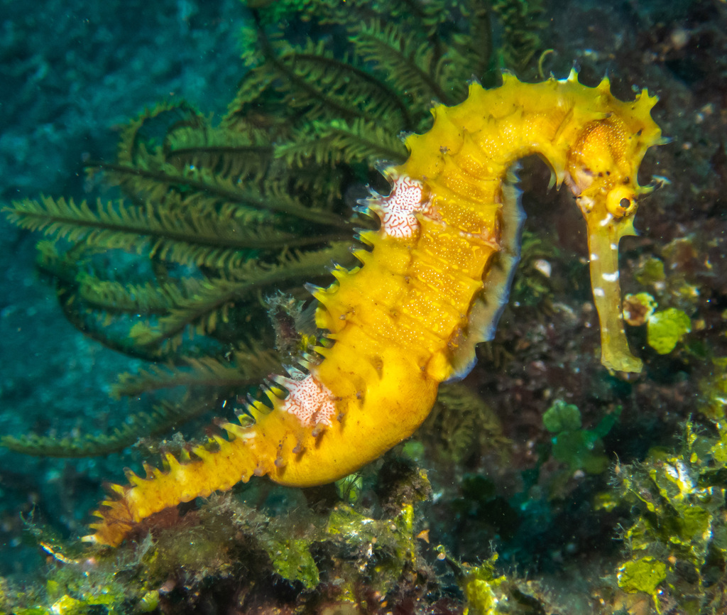 Spiny Seahorse in January 2024 by portioid · iNaturalist