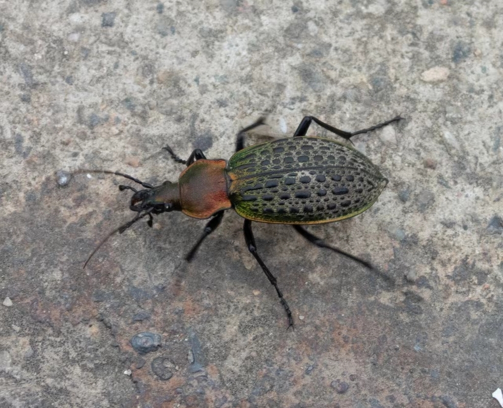 Carabus elysii from 中国上海市浦东新区 on October 3, 2023 at 10:54 PM by ...