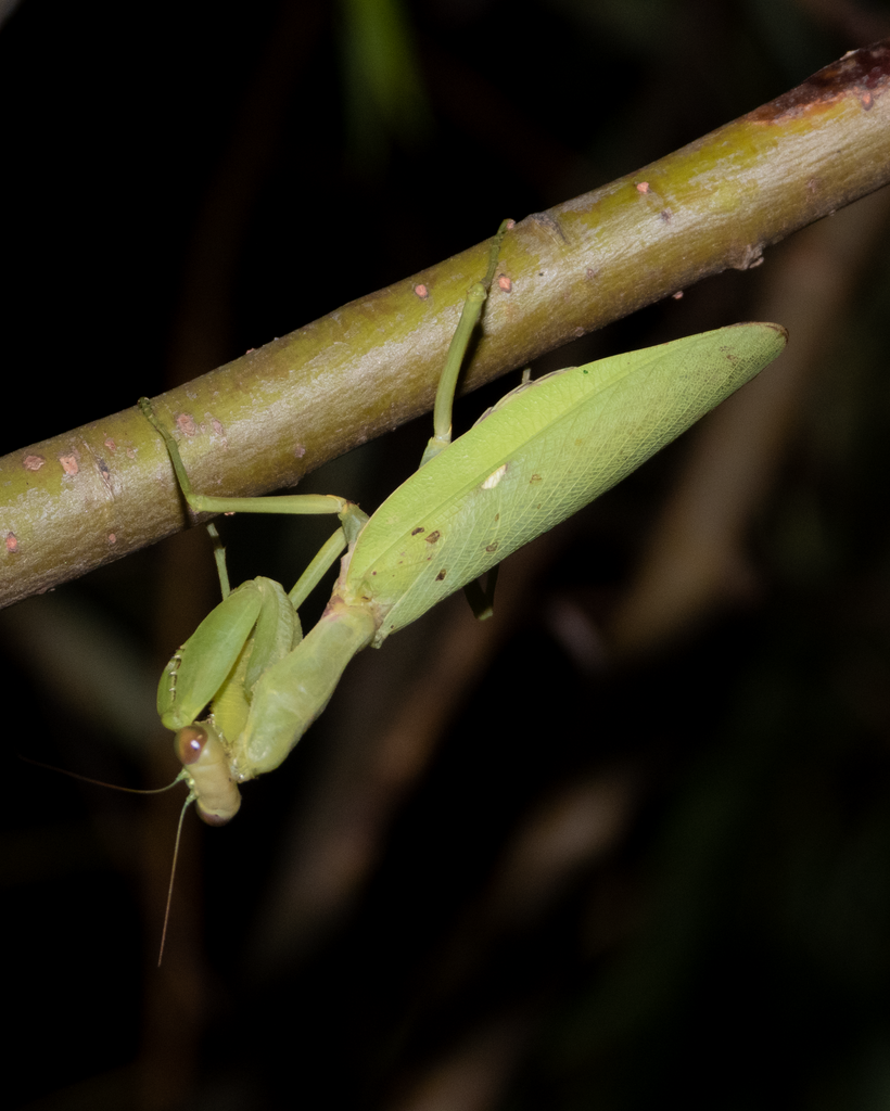 Giant Asian Mantis from 水专 on October 31, 2023 at 11:02 PM by ...