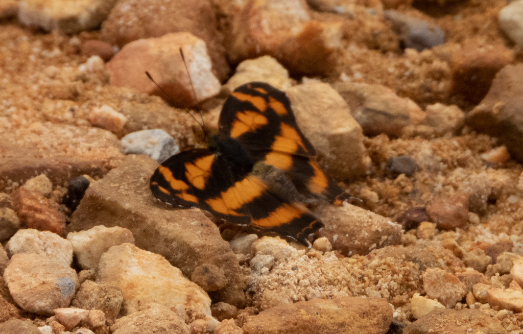 Common Jester from 中国韶关市乳源瑶族自治县南水水库 on January 18, 2024 at 11:11 PM by ...