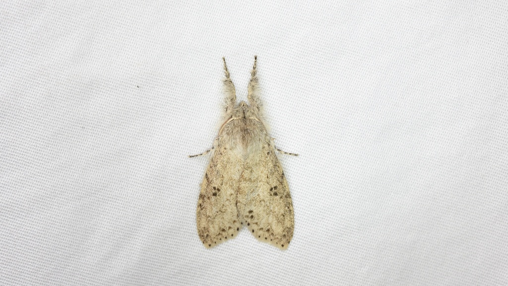 Calliteara angulata in January 2024 by 桃子 · iNaturalist