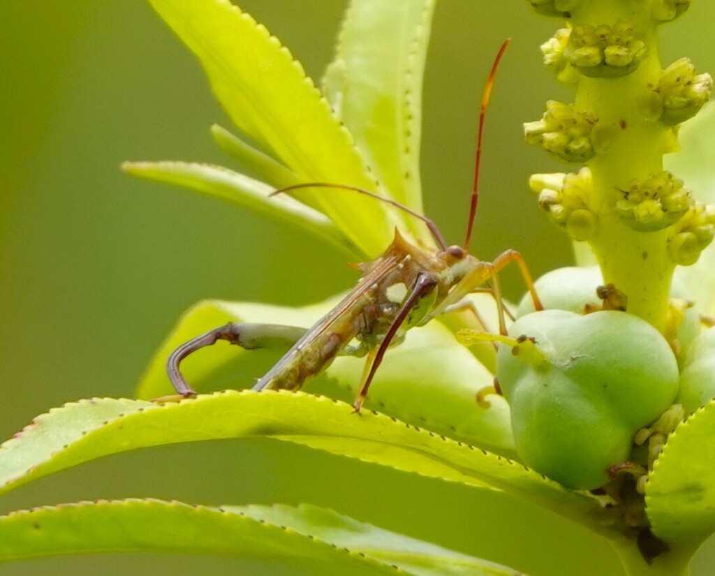 Hyalymenus longispinus from Pasco County, FL, USA on June 5, 2020 at 05 ...