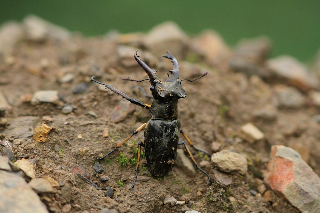 Lucanus boileaui from Xian de Yingjing, Ya'an, Sichuan, Chine on June ...