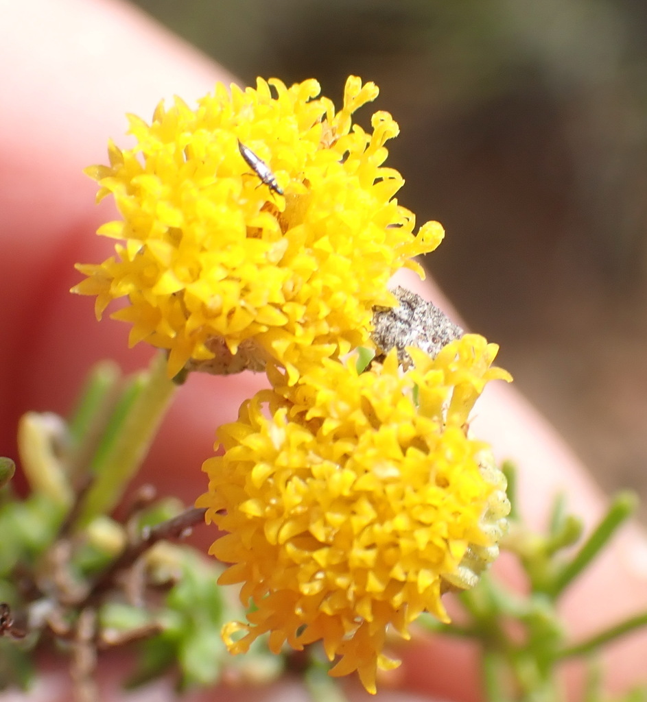 Bitterbush from Quaggasberg, Garden Route District Municipality, South ...