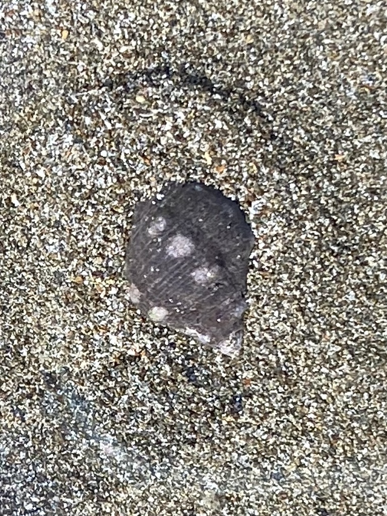 Short-tooth Thorn Drupe from Pacific Ocean, Nandayure, Guanacaste, CR ...