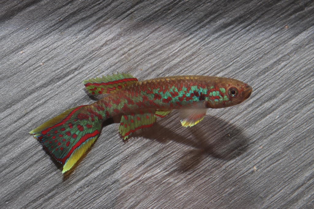 Scriptaphyosemion roloffi in April 2022 by kdinesen. Kept in aquarium ...