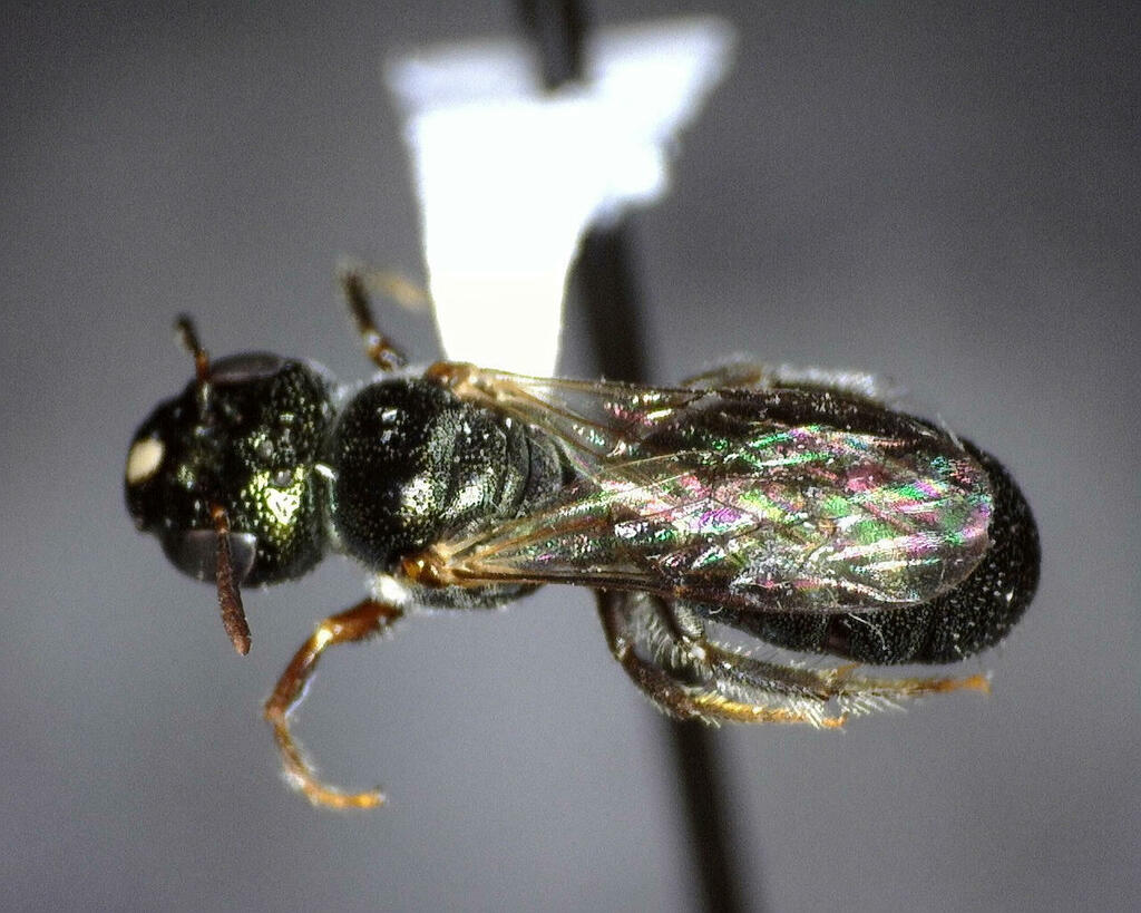 Small Carpenter Bees from Kimble County, TX, USA on April 18, 2023 at ...