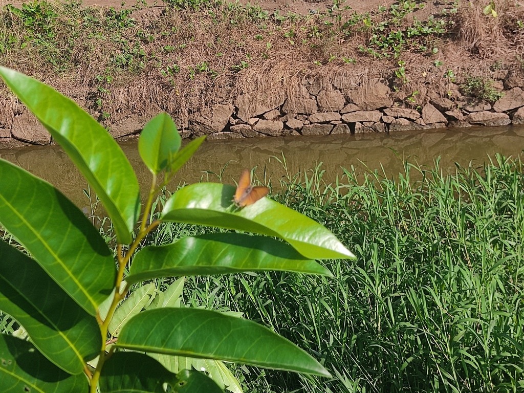 Redspot from Chengalam, Chengalam South, Kerala, India on January 21 ...