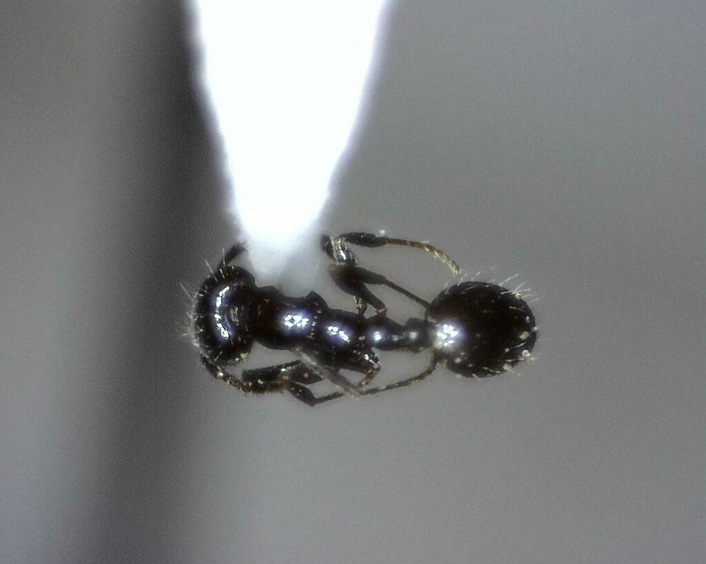 Monomorium minimum from Kimble County, TX, USA on April 18, 2023 at 10: ...