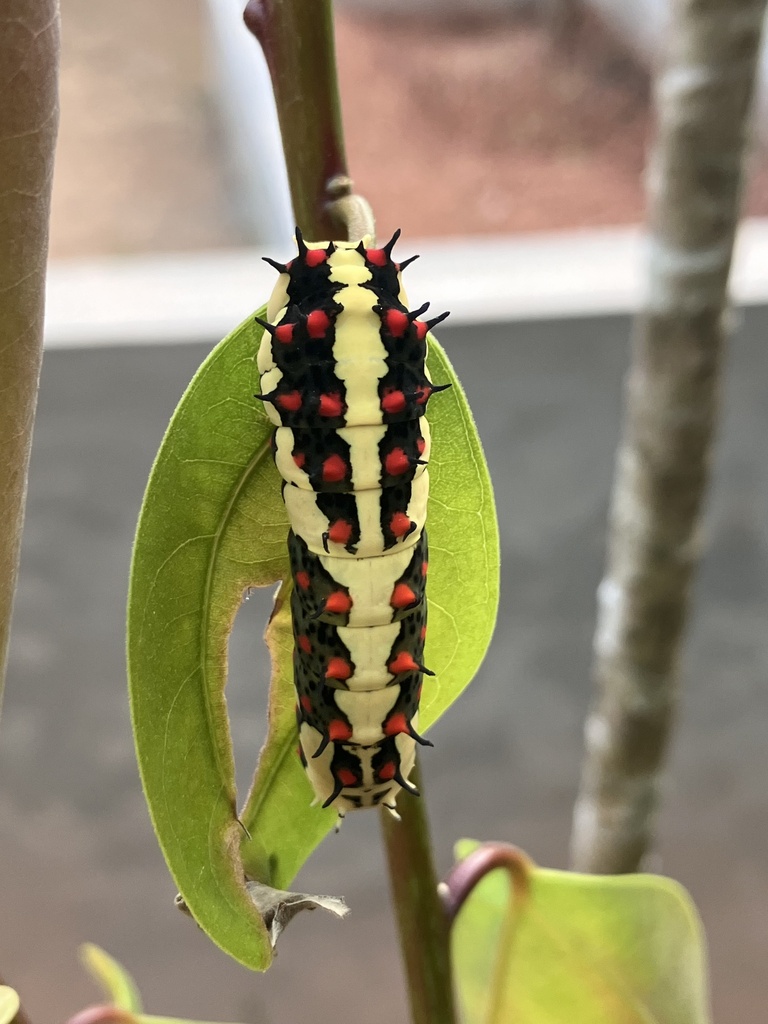 Common Mime Swallowtail from Thadikkakadavu Manjali Road ...