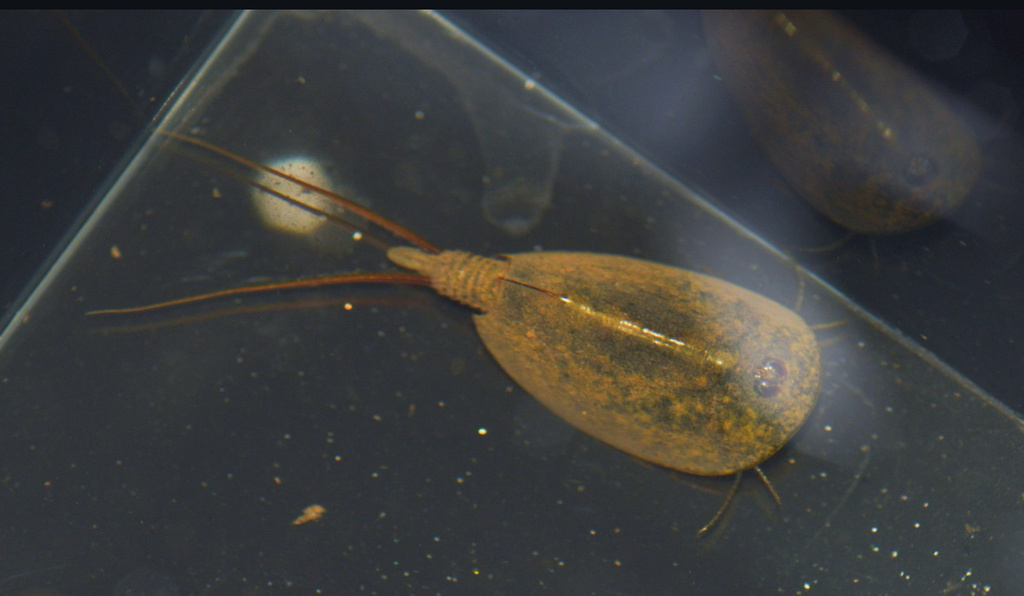 Coues Tadpole Shrimp from Coconino National Forest, Bellemont, AZ, US ...