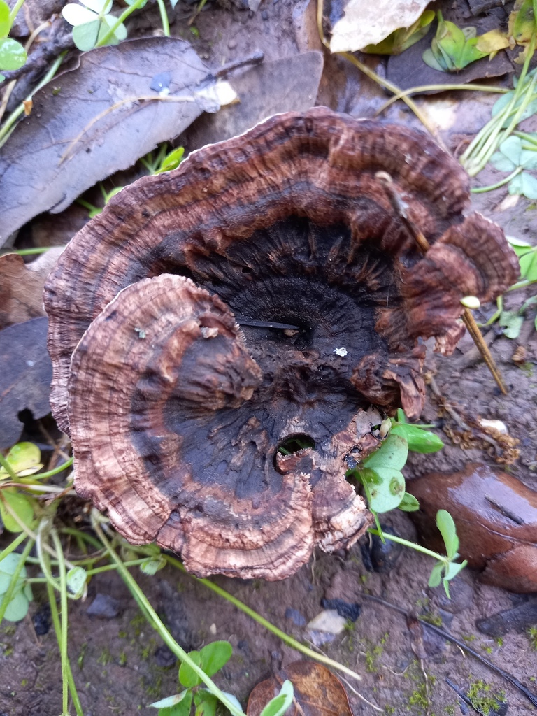 Thelephorales from Parque do Calhau, Monsanto on January 21, 2024 at 12 ...