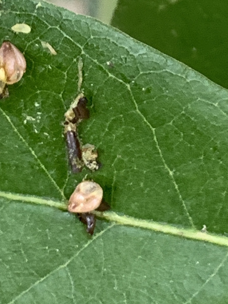 Birds from Kessler Woods Trail, Dallas, TX, US on January 21, 2024 at ...