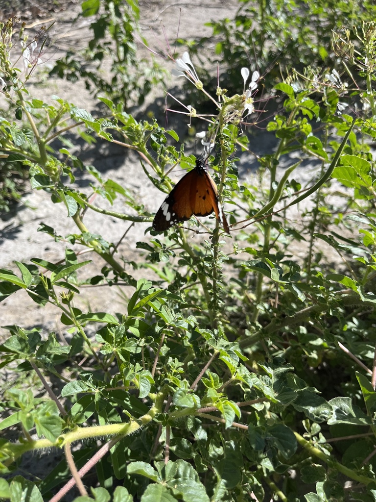 African Monarch from Etosha National Park, Oshana, NA on January 21 ...