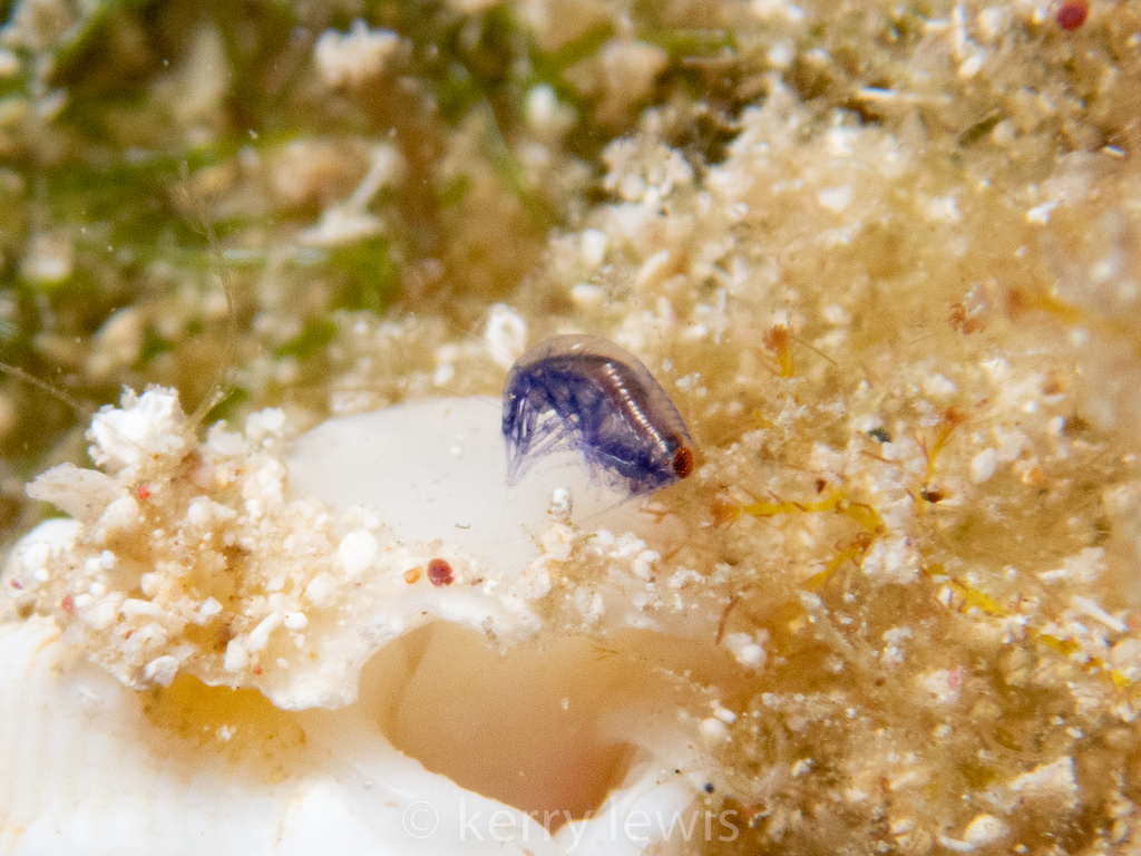 Synopiidae from Sunset House hardpan on May 5, 2022 at 08:33 PM by ...