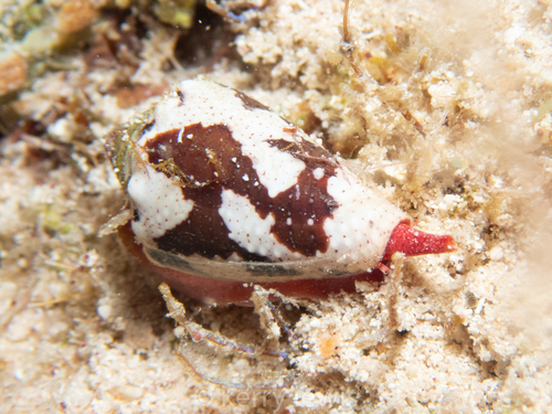Crown Cone (Conus regius) · iNaturalist