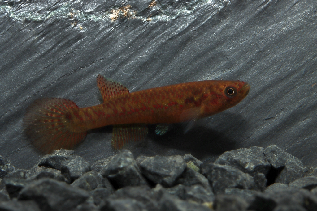 Scriptaphyosemion roloffi in April 2022 by kdinesen. Female, kept in ...