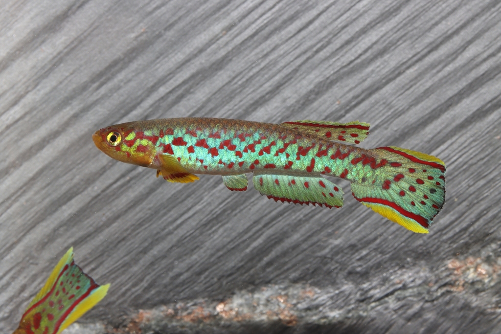 Scriptaphyosemion roloffi in April 2022 by kdinesen. Male, kept in ...