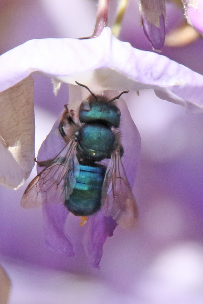 Blueberry Mason Bee (Wildlife and Wildflowers of Texas - Insects ...