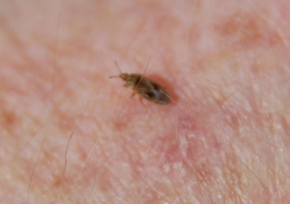 Bulrush Bug from Scarborough, ME, USA on April 13, 2019 at 05:57 PM by Joe Kunkel. Bullrush bug ...