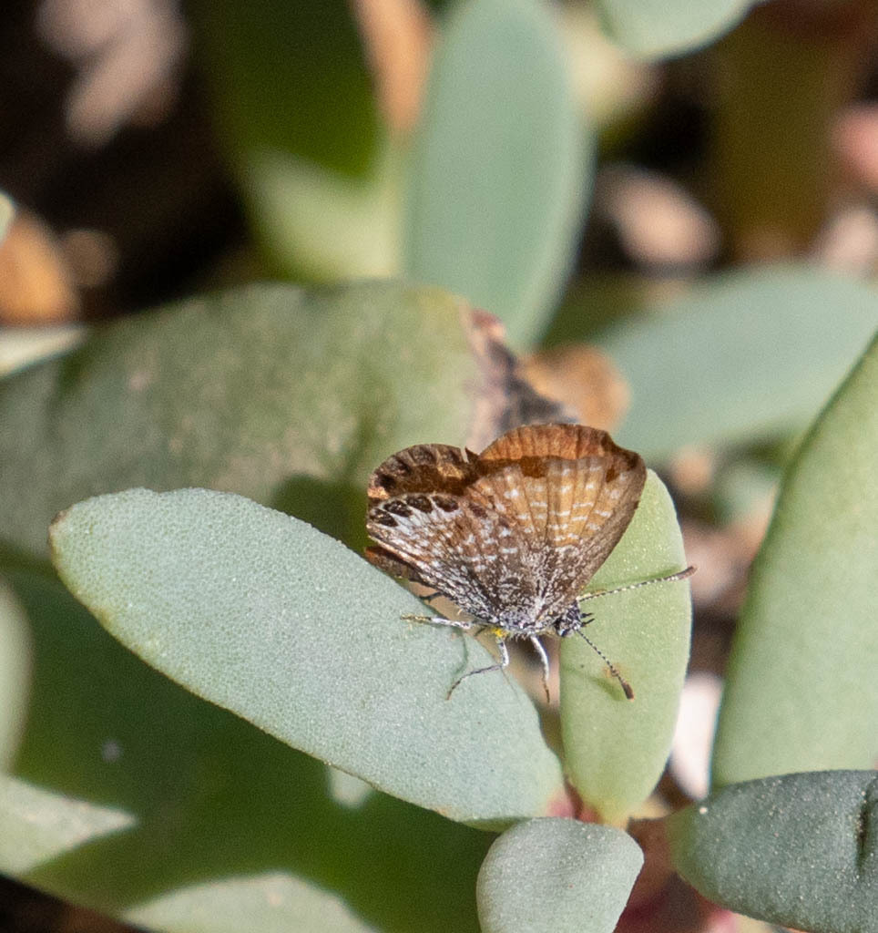Common Western Pygmy Blue from Policentro Ó Marina Palmira, La Paz, B.C ...