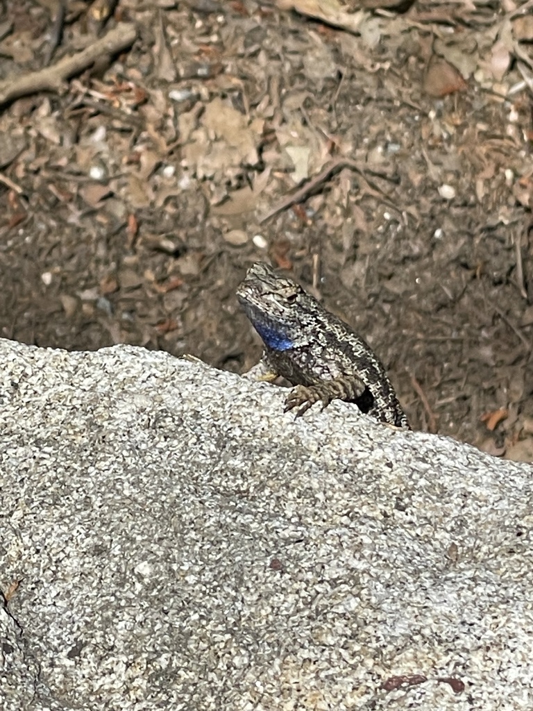 Lizards from Angeles National Forest, Pasadena, CA, US on April 7, 2023 ...