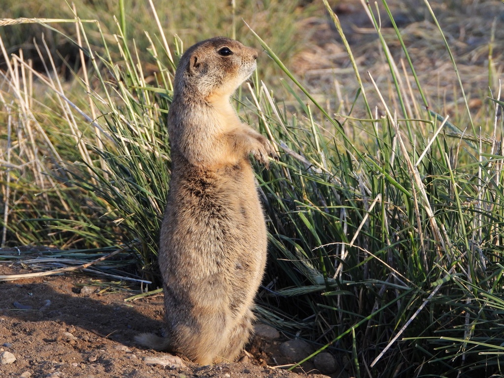 White-tailed Prairie Dog from Arapaho National Wildlife Refuge, Walden ...