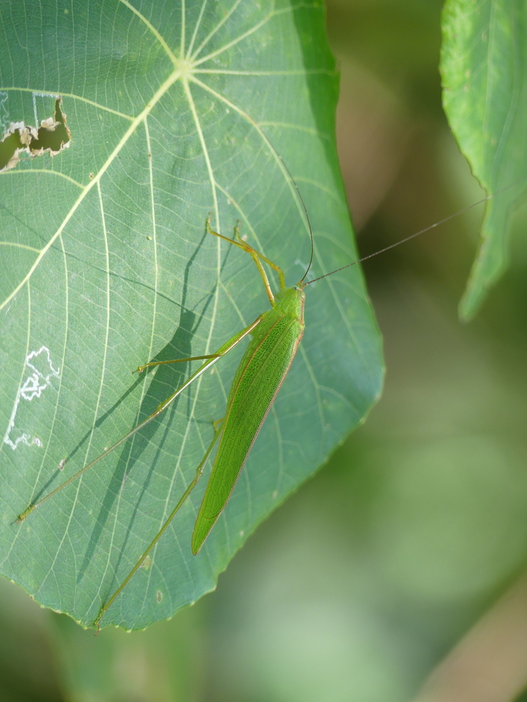 Elimaea from Nan'ao Township, Yilan County, Taiwan 272 on January 18 ...