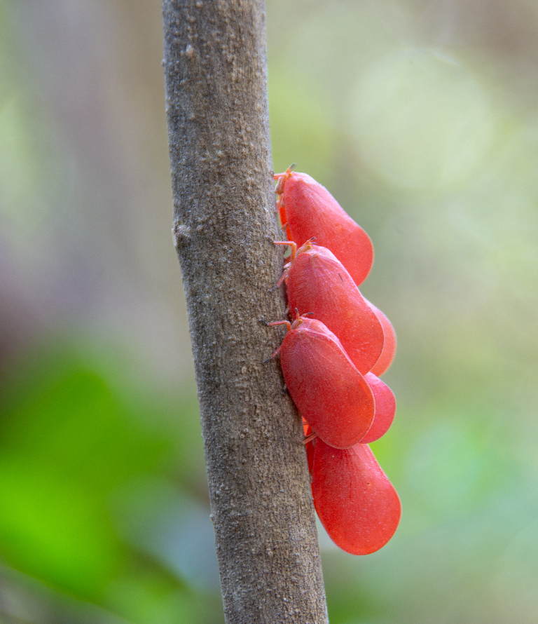 Flatid Leaf Bug from Ihosy, Madagascar on October 20, 2019 at 08:31 AM ...