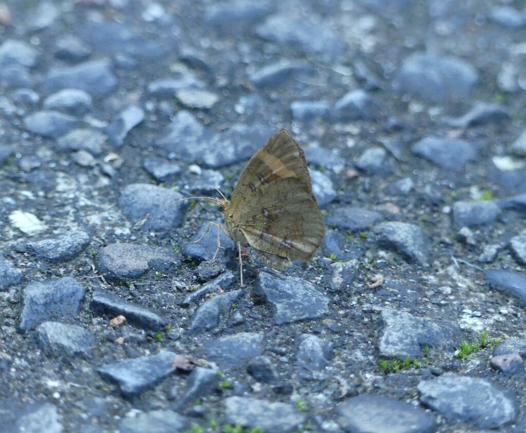 Callidula attenuata from Erbazi Botanical Garden, No. 279, Shuangcheng ...