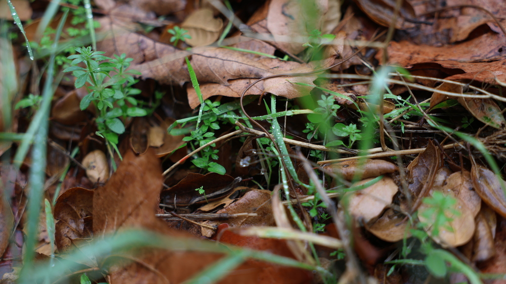 Horsehair Worms from Old Mission Dam, San Diego, CA on January 21, 2024 ...