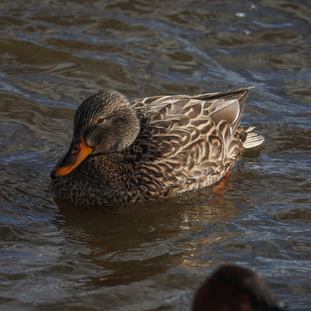 Mallard from Cambridge, MD 21613, USA on January 20, 2024 at 10:27 AM ...