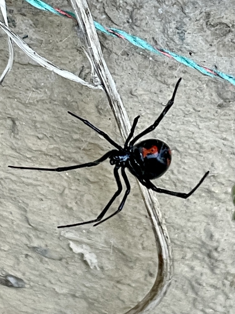 Arana Capulina A Black Widow Spider
