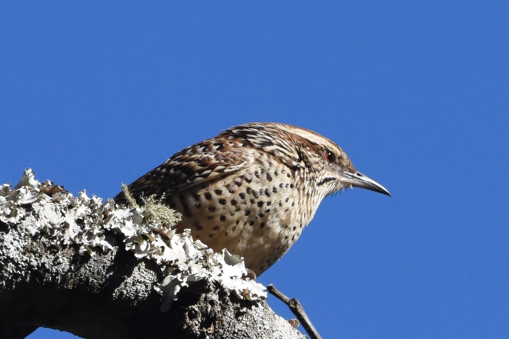 Spotted Wren from San Sebastián del Oeste, Jalisco, Mexico on January ...