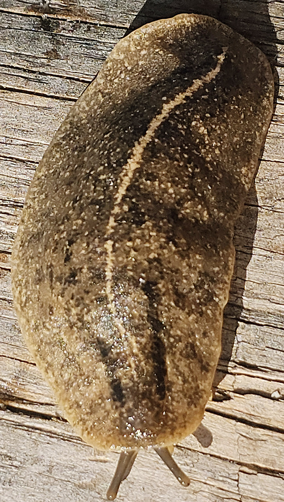 Florida Leatherleaf Slug from Osceola County, FL, USA on January 21 ...