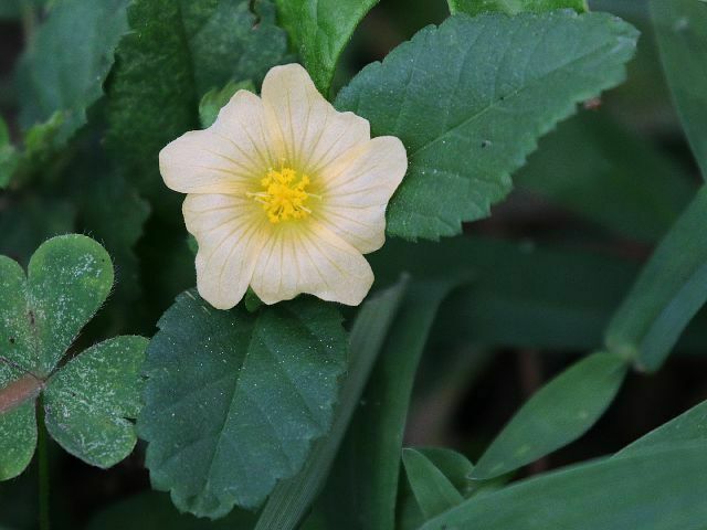 Common Fanpetals from Tree Tops Park, 3900 SW 100th Ave, Davie, FL ...