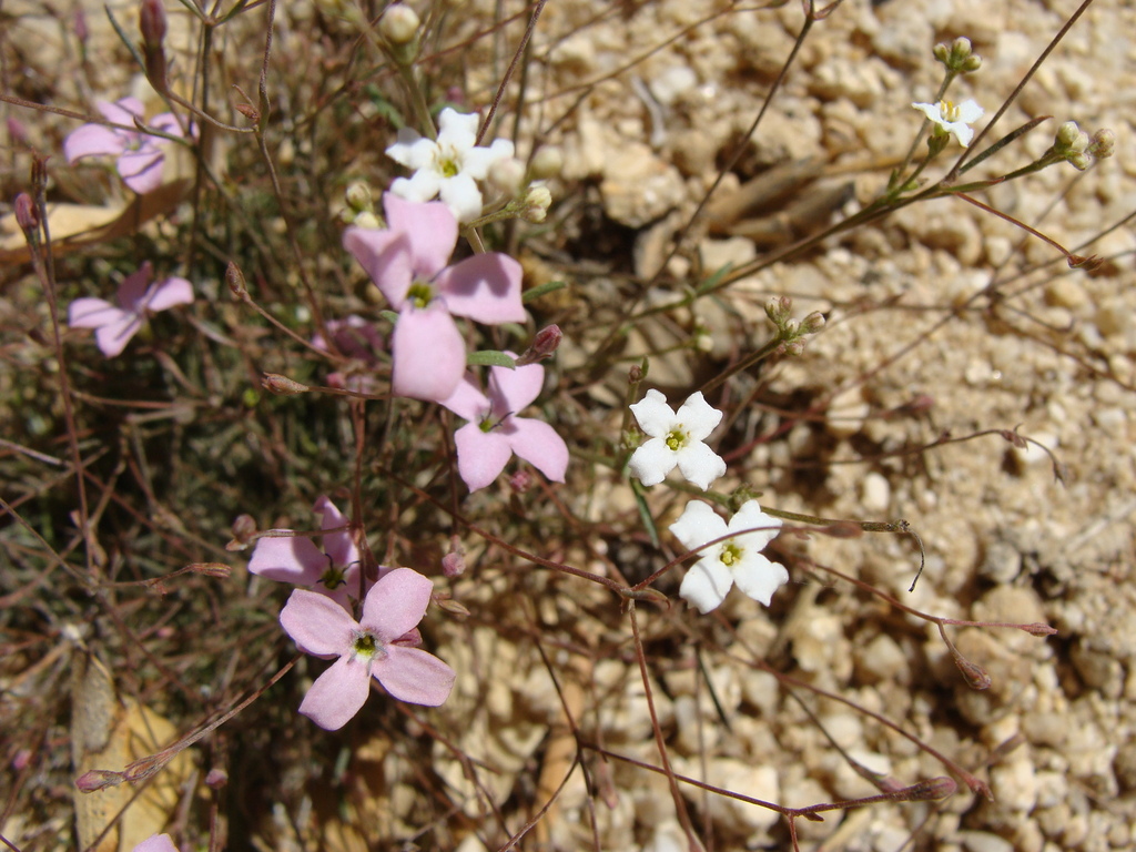 Cape Star-Violet from Los Cabos, B.C.S., México on March 12, 2014 at 12 ...