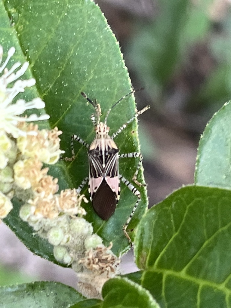 Spot-sided Coreid from Ciudad Victoria, Tamps., MX on January 13, 2024 ...