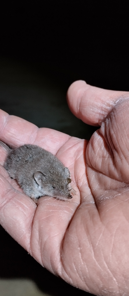 Greater White-toothed Shrew from 6400 Atalaia, Portugal on January 21 ...