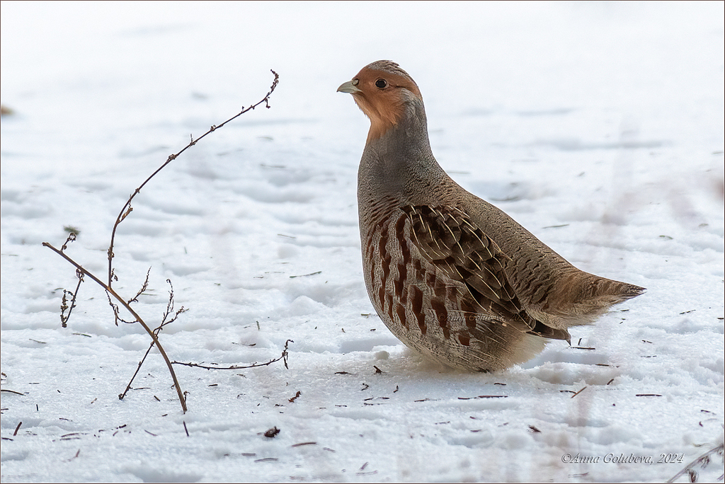 Gray Partridge in January 2024 by Анна Голубева · iNaturalist