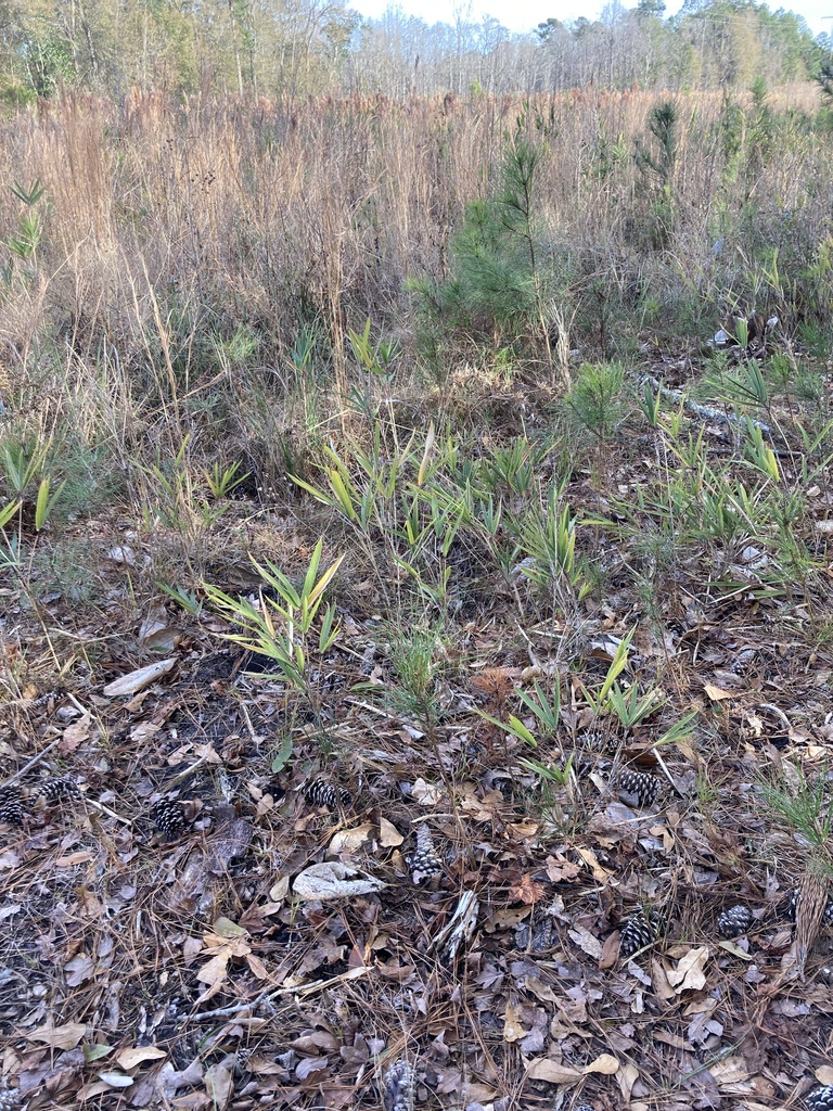 switch cane from Freedom Park Dog Park, Valdosta, GA, US on January 21 ...
