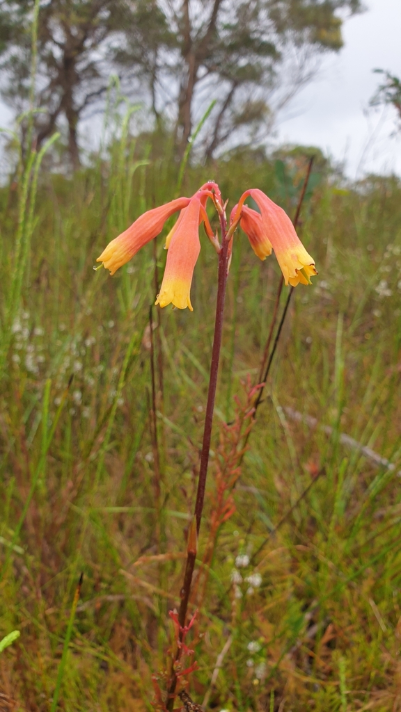 Christmas Bells from Barren Grounds NSW 2577, Australien on January 22 ...