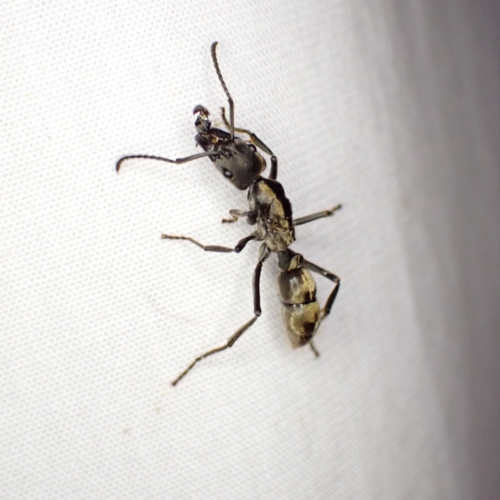 Foetida-group Panther Ants from San Juan, Bolivia on January 20, 2024 ...