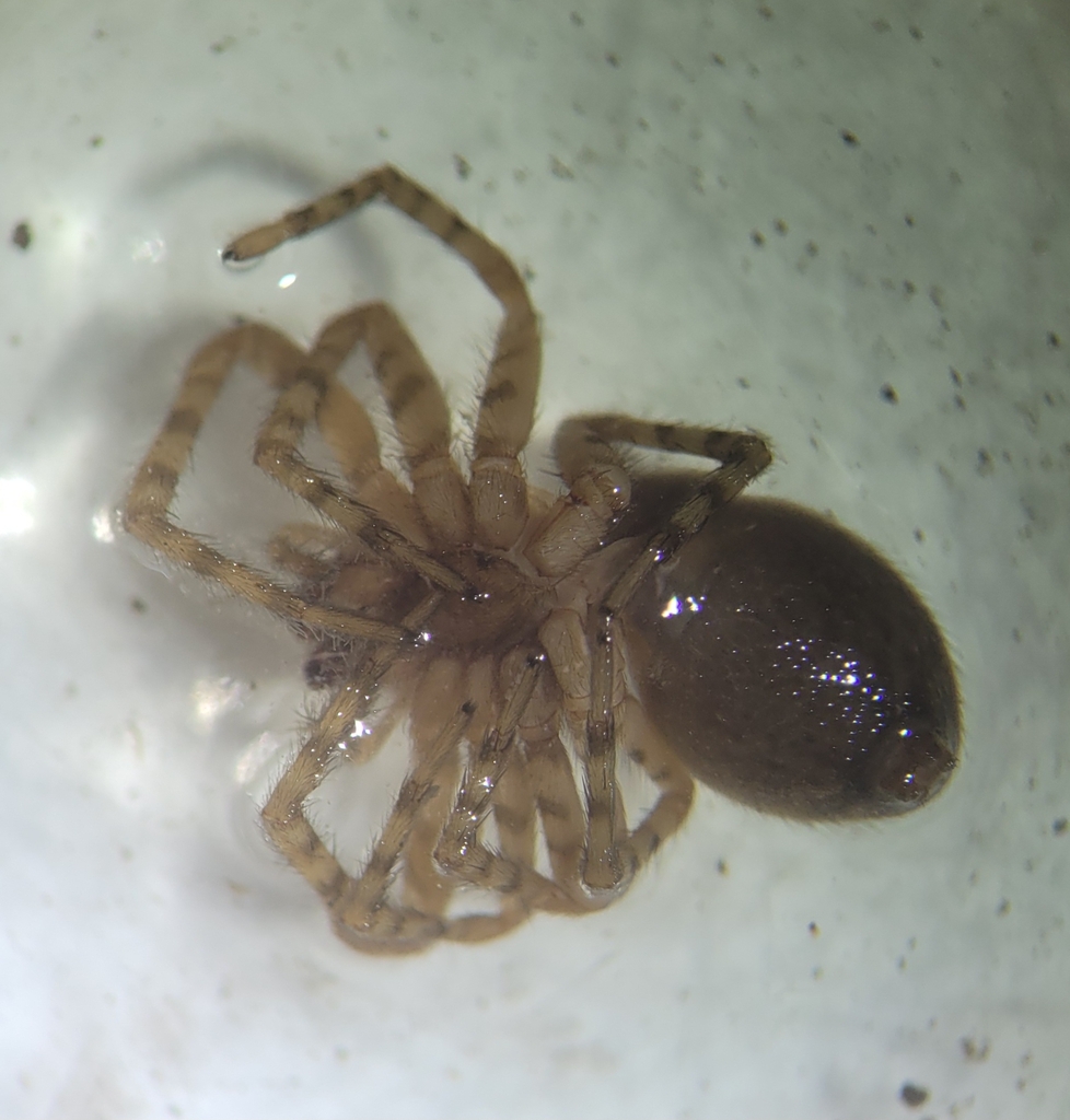 Vagrant Spiders in January 2024 by Julia Palmer. S881FA · iNaturalist NZ