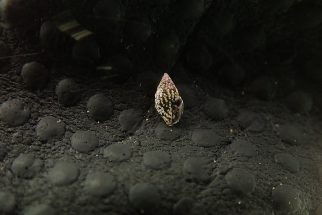 Anachis lentiginosa from Diego on October 29, 2023 at 11:23 PM by Laura ...