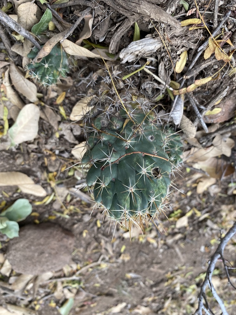 Coryphantha octacantha from Tequisquiapan, Qro., MX on January 20, 2024 ...