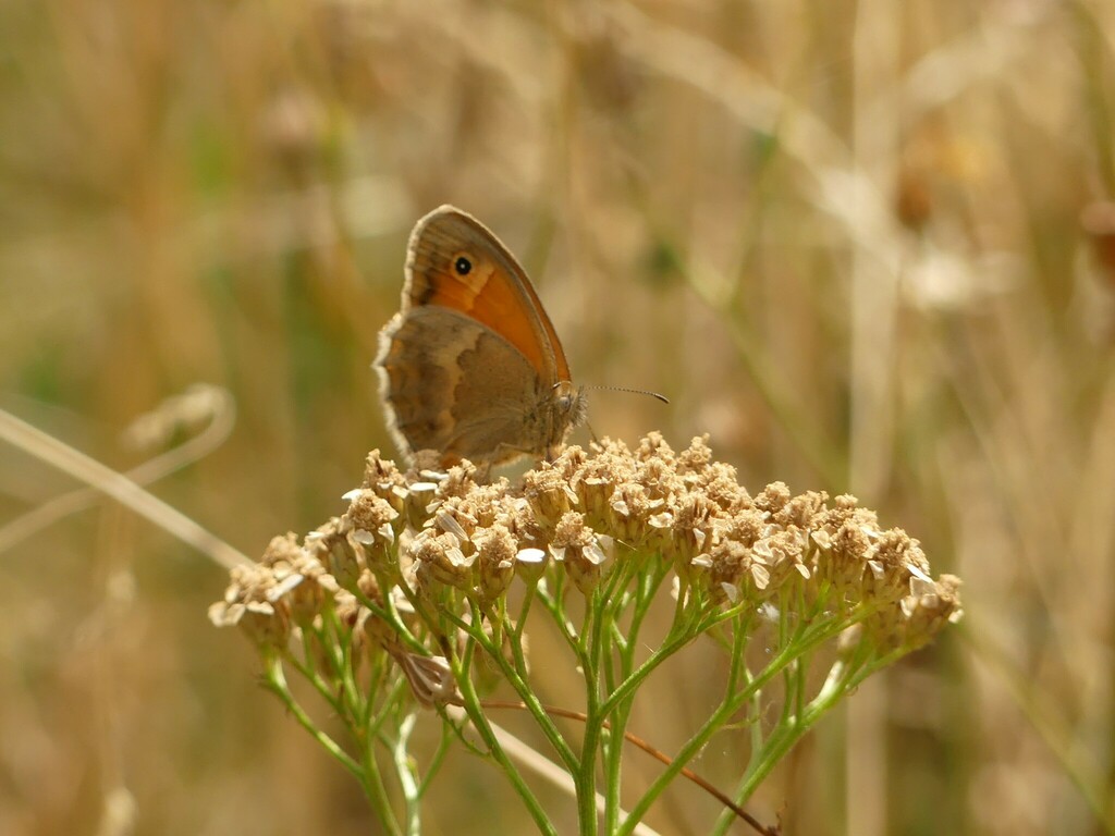Small Heath in August 2023 by Louis VIVIER · iNaturalist