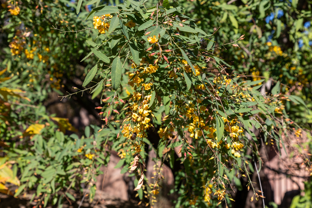 plants from Pima County, AZ, USA on January 10, 2024 at 10:17 AM by ...