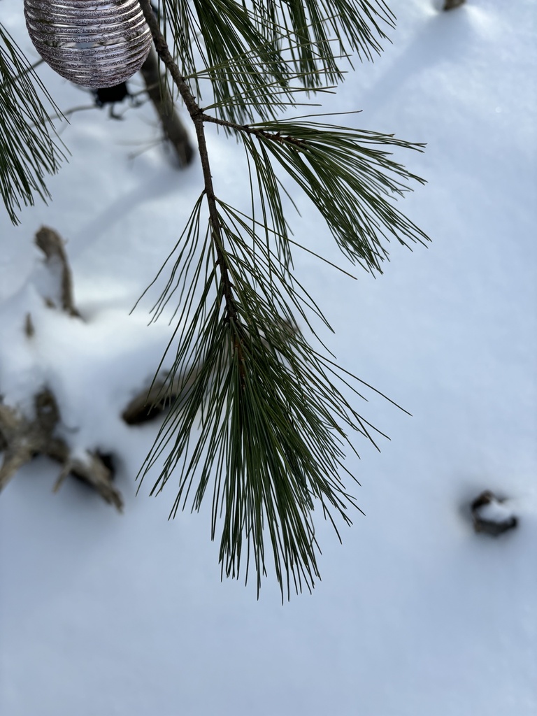 eastern white pine from Odell Park, Fredericton, NB, CA on January 21 ...