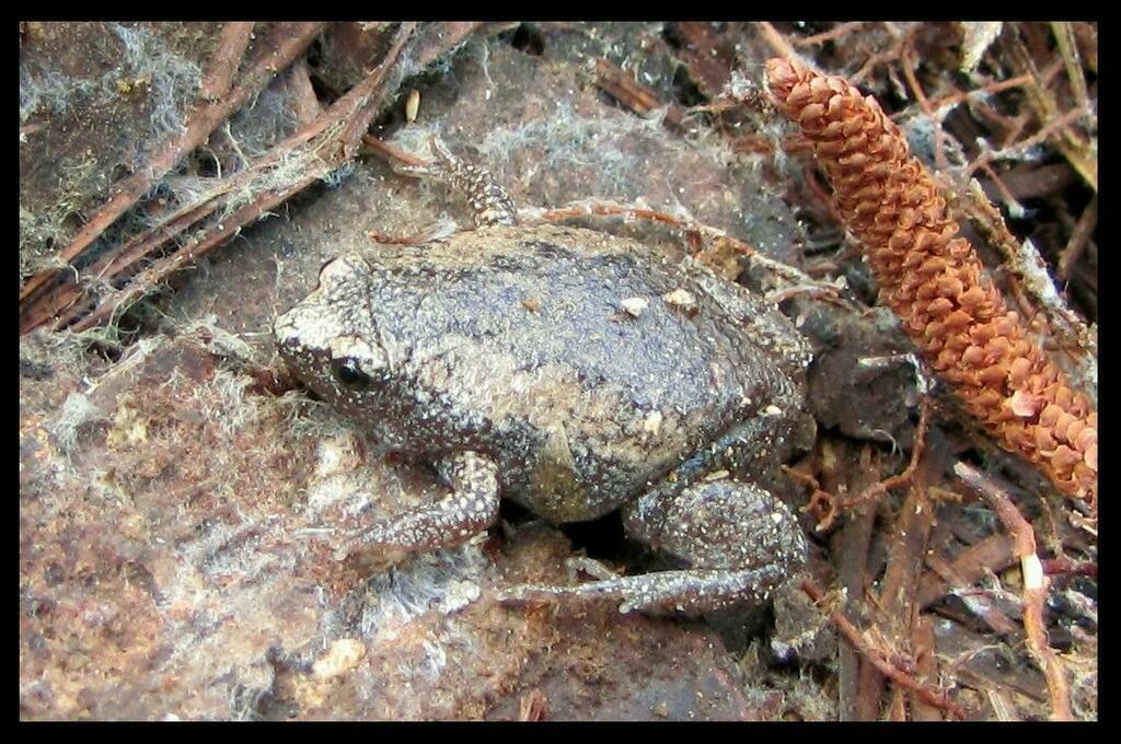 Eastern Narrow-mouthed Toad in April 2011 by Mark Kenderdine · iNaturalist